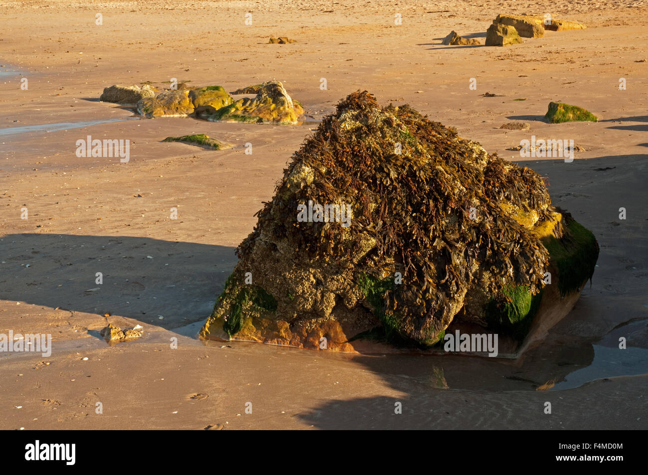 Rocks and Rockpools on Gullane Beach Stock Photo - Alamy