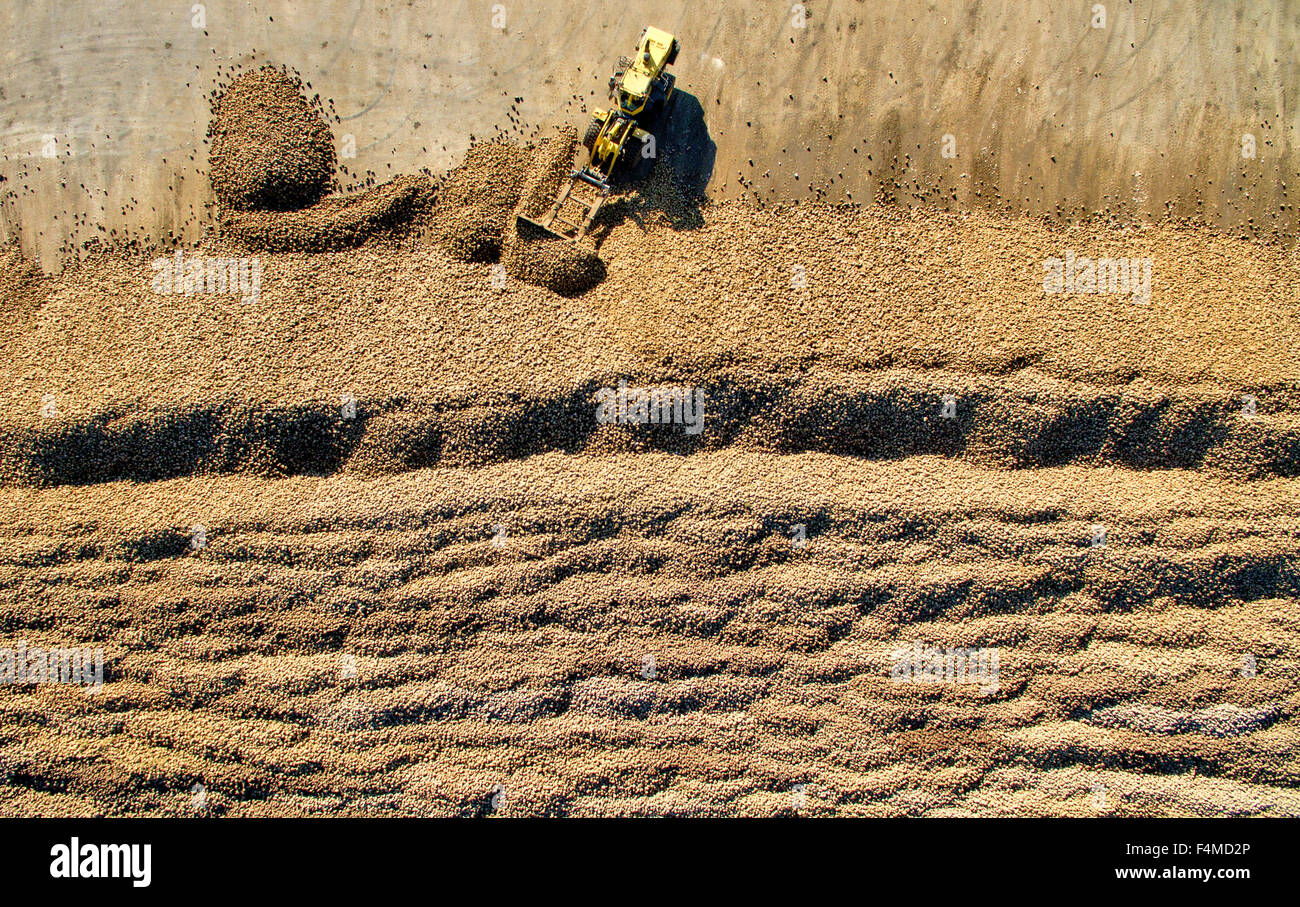Clauen, Germany. 01st Oct, 2015. A wheel loader moves sugar beets as ...