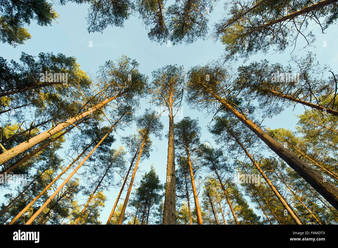 Pine tree trees nature diagonal hi-res stock photography and images - Alamy