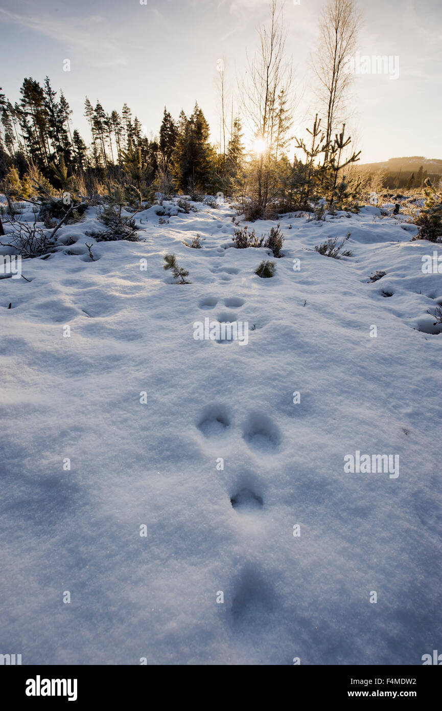 Hare tracks hi-res stock photography and images - Alamy