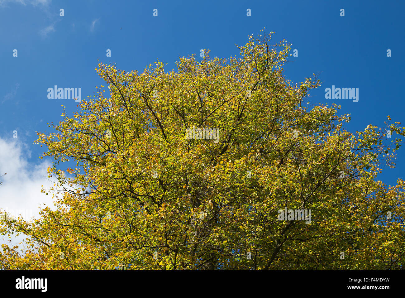 Croydon Trees High Resolution Stock Photography and Images - Alamy
