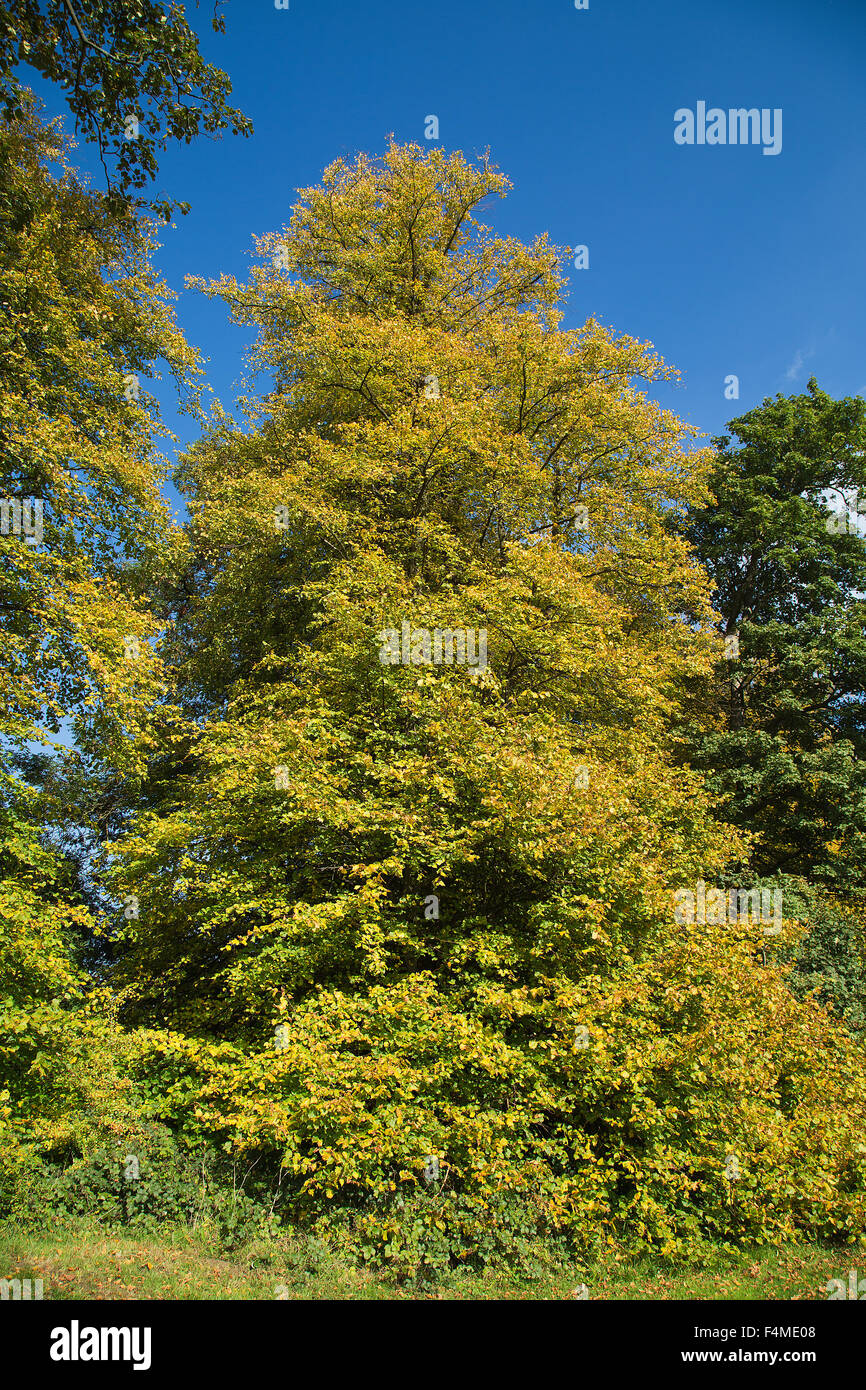 Croydon trees hi-res stock photography and images - Alamy