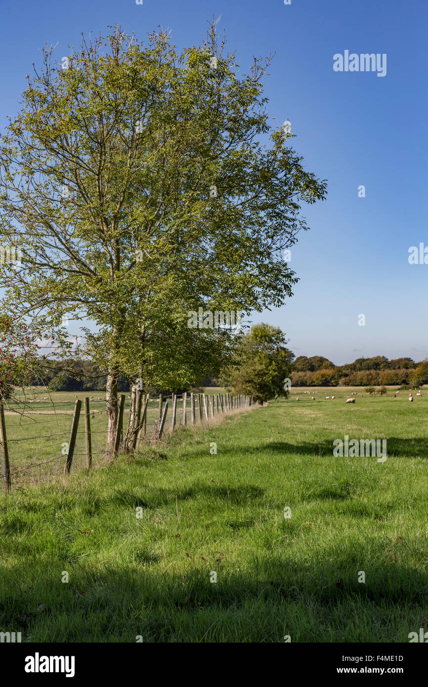 Slindon hi-res stock photography and images - Alamy