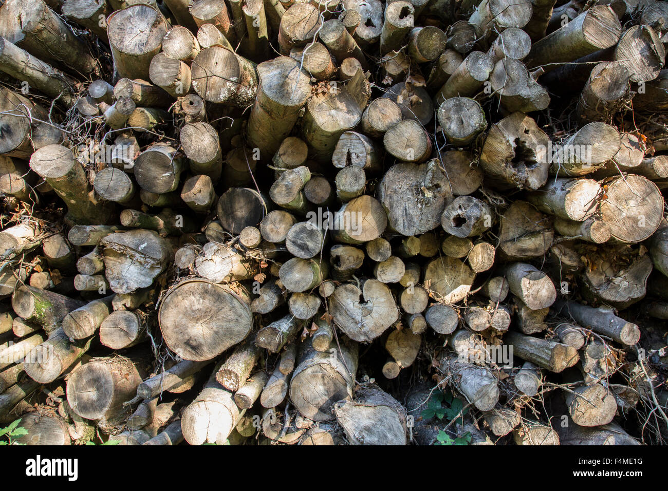 Log piles in Sussex forest Stock Photo - Alamy