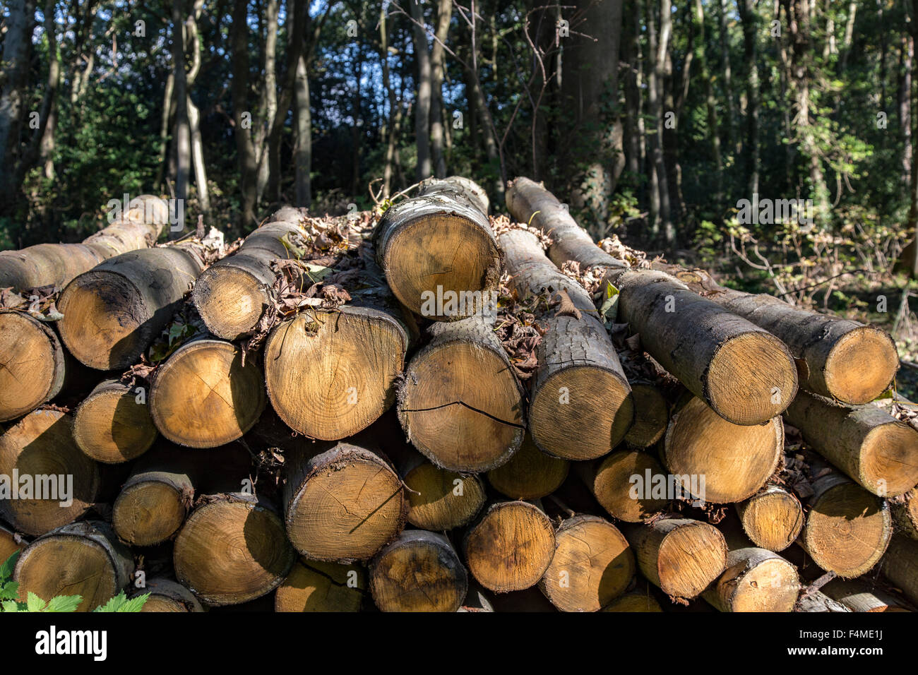 Log piles in Sussex forest Stock Photo - Alamy