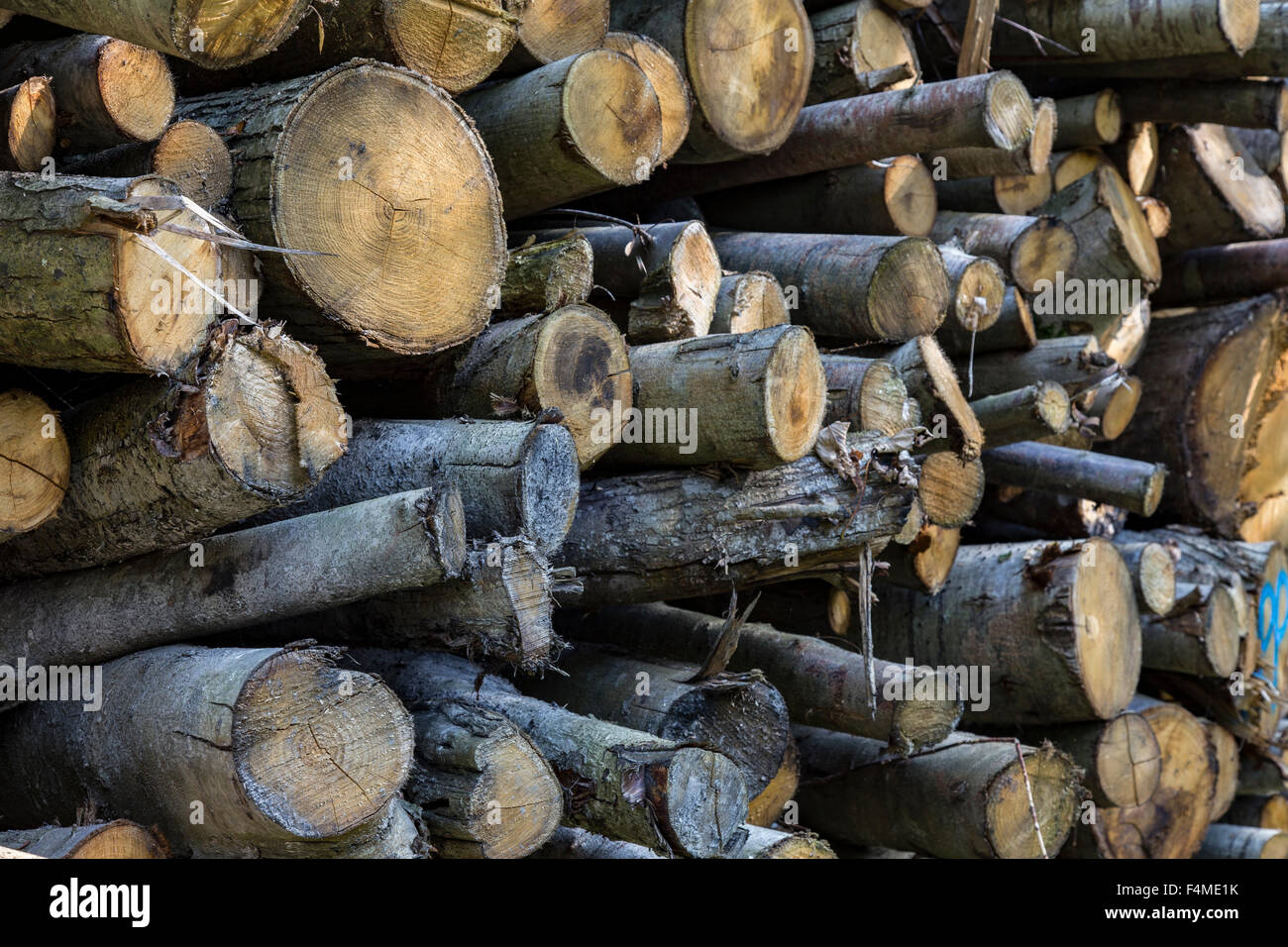 Log piles in Sussex forest Stock Photo - Alamy