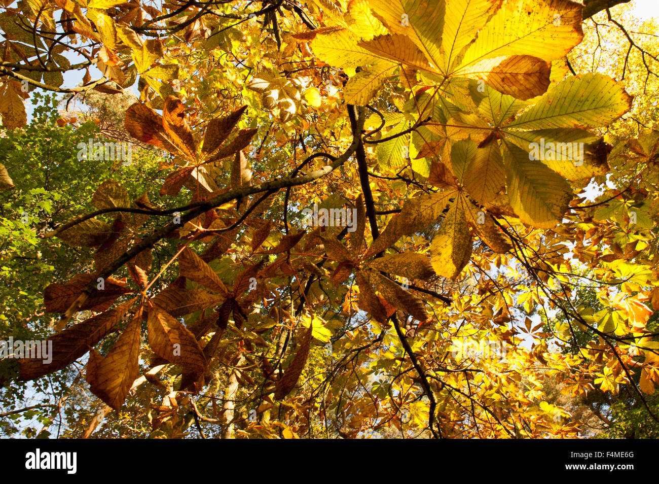 Glasgow, Scotland, UK. 20th Oct, 2015. Trees are lit up in the ...