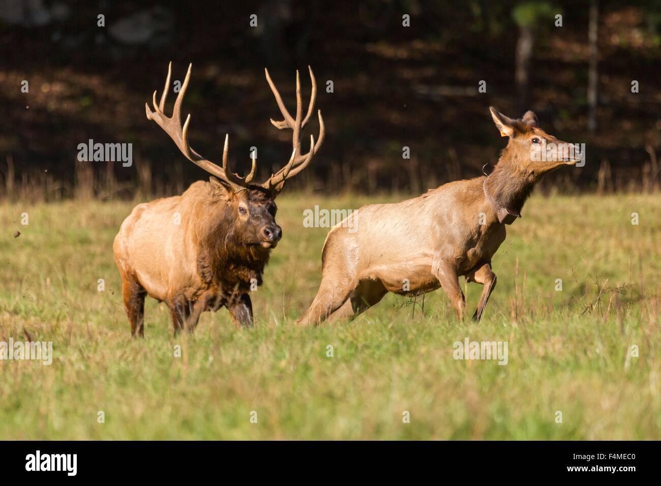 A bull elk chases a female during the fall rut in the Cataloochee ...