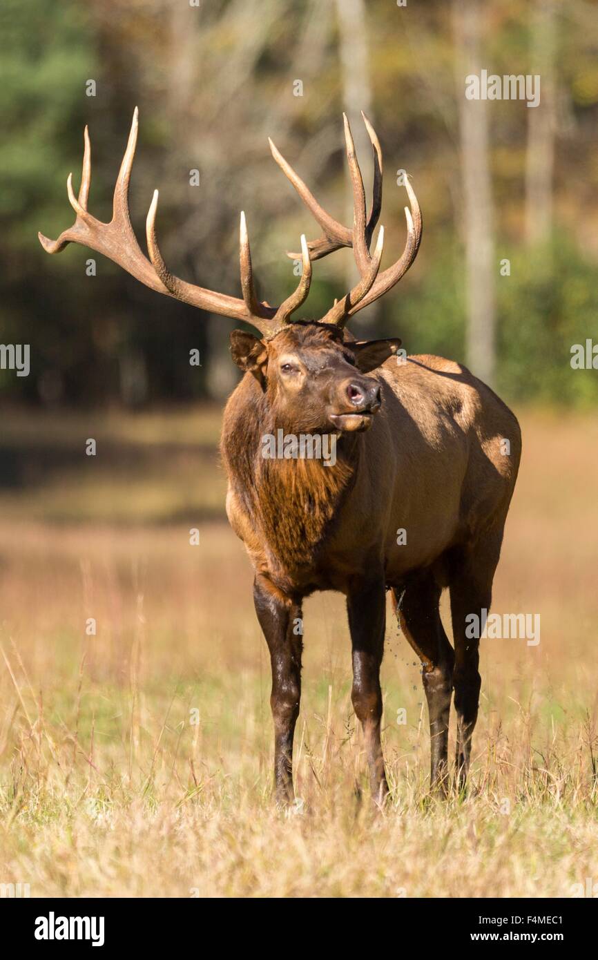 A bull elk during the fall rut in the Cataloochee Valley of the Great ...