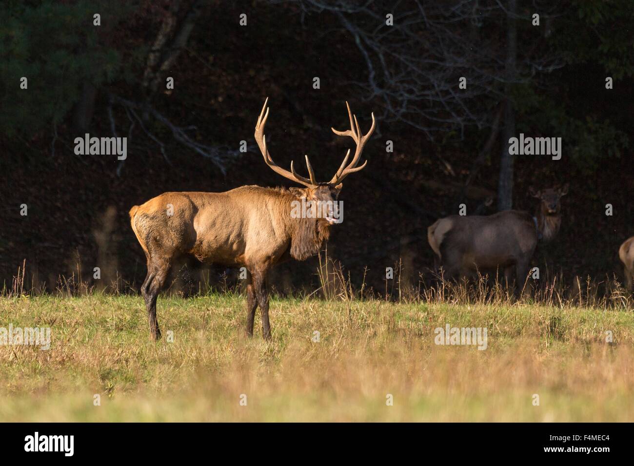 A bull elk during the fall rut in the Cataloochee Valley of the Great ...