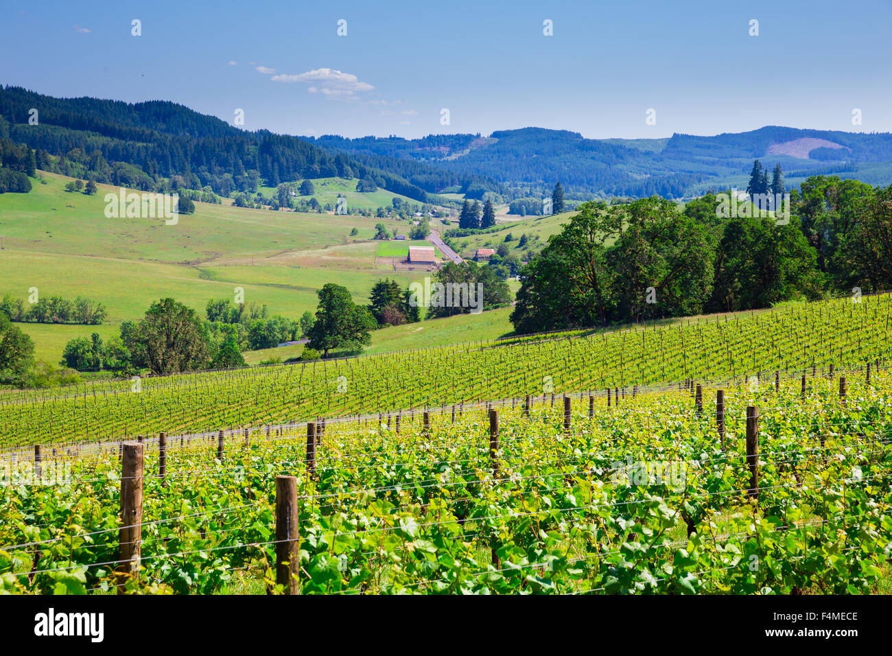 Landscape photo of a winery and vineyard in Western Oregon Stock Photo ...