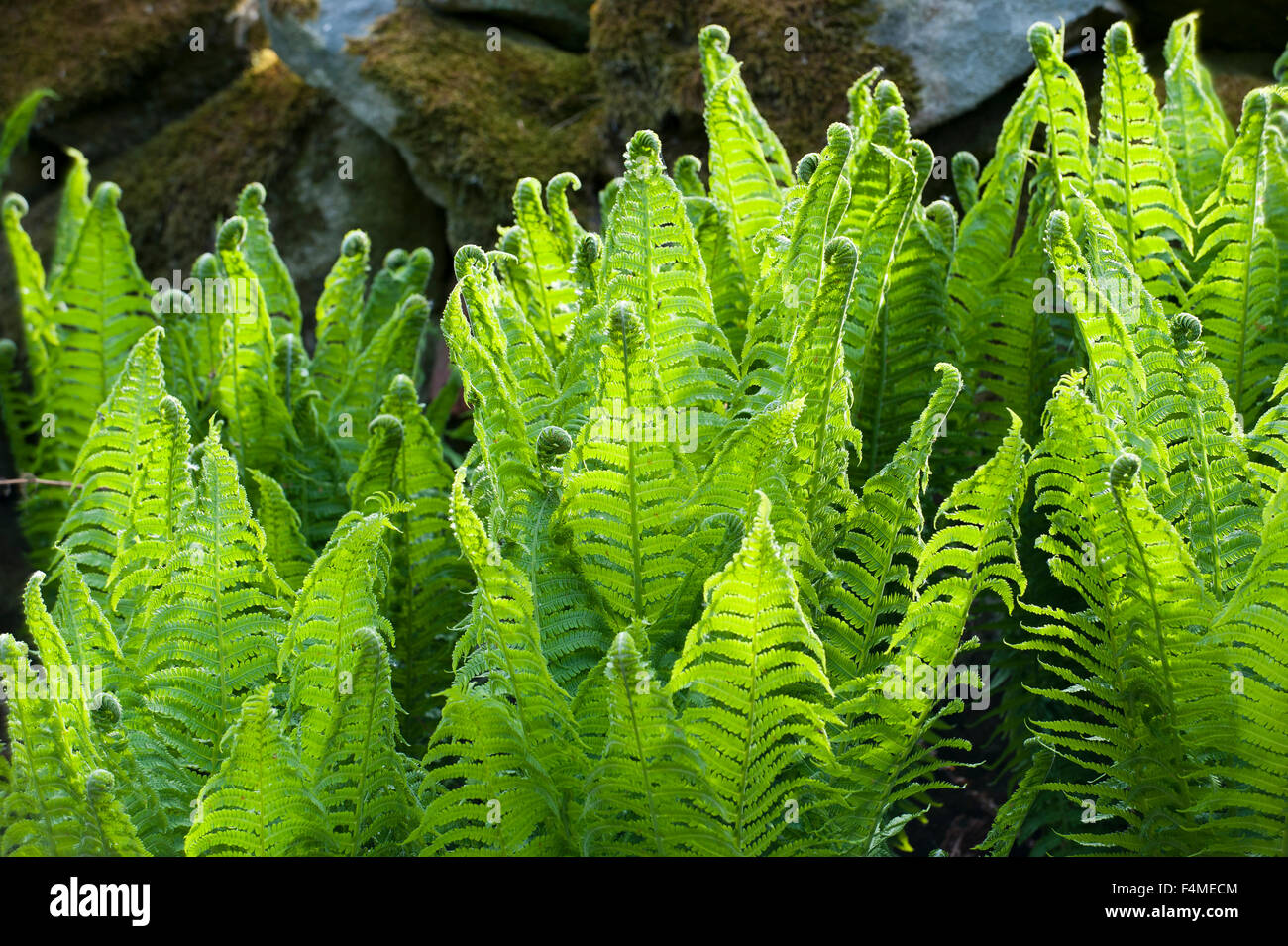 Natur fern fern fern fern hi-res stock photography and images - Alamy