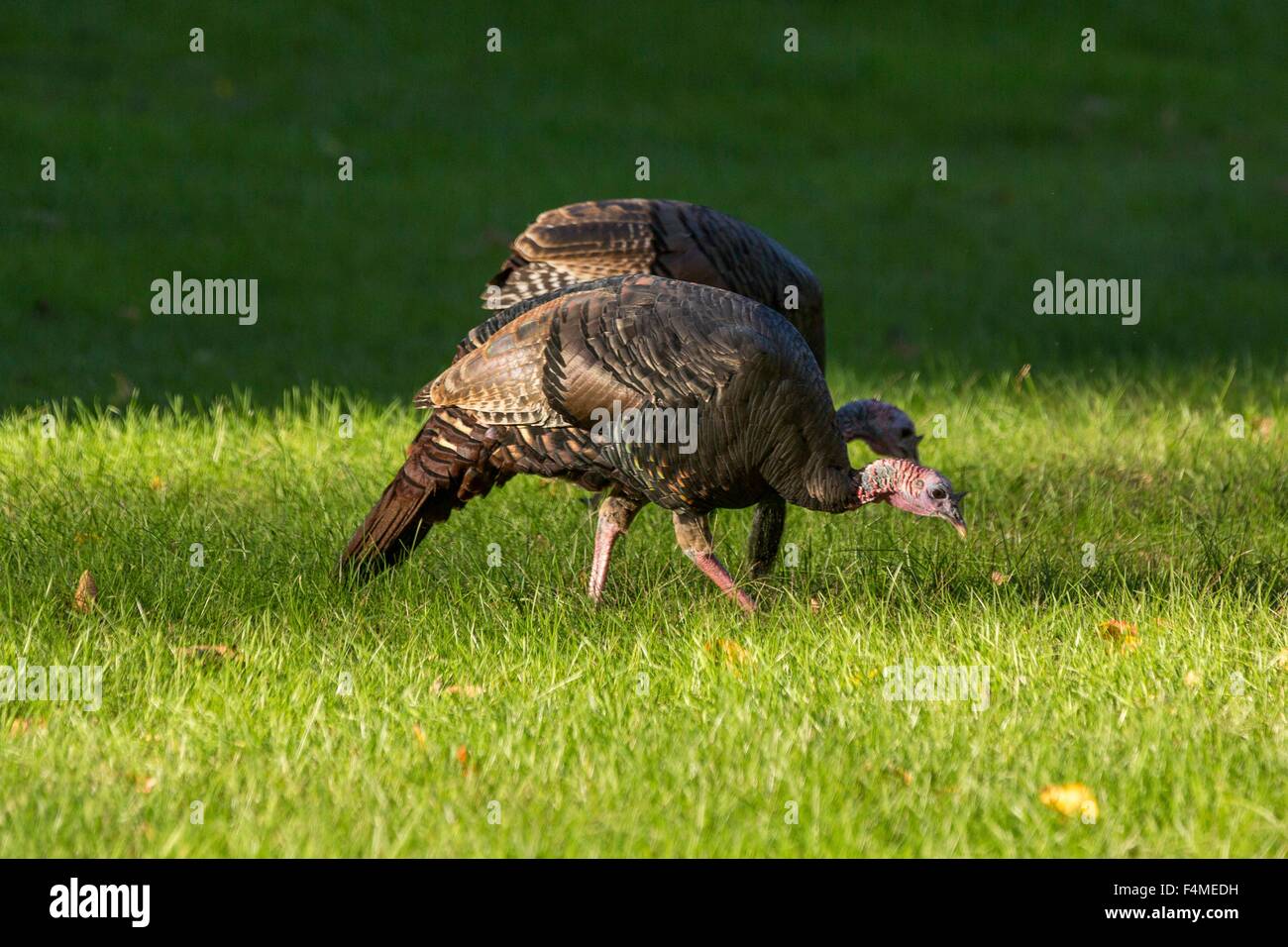 Foraging great smoky mountains park hi-res stock photography and images ...