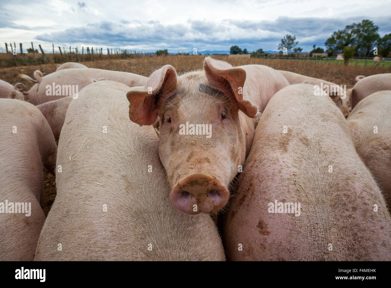 View of pigs outdoors in autumn Stock Photo - Alamy