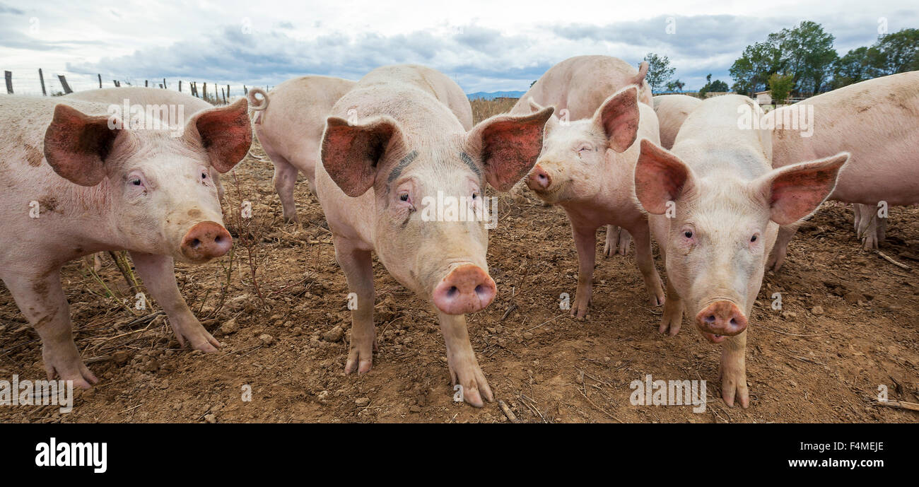 Panoramic view of pigs outdoors in autumn Stock Photo - Alamy