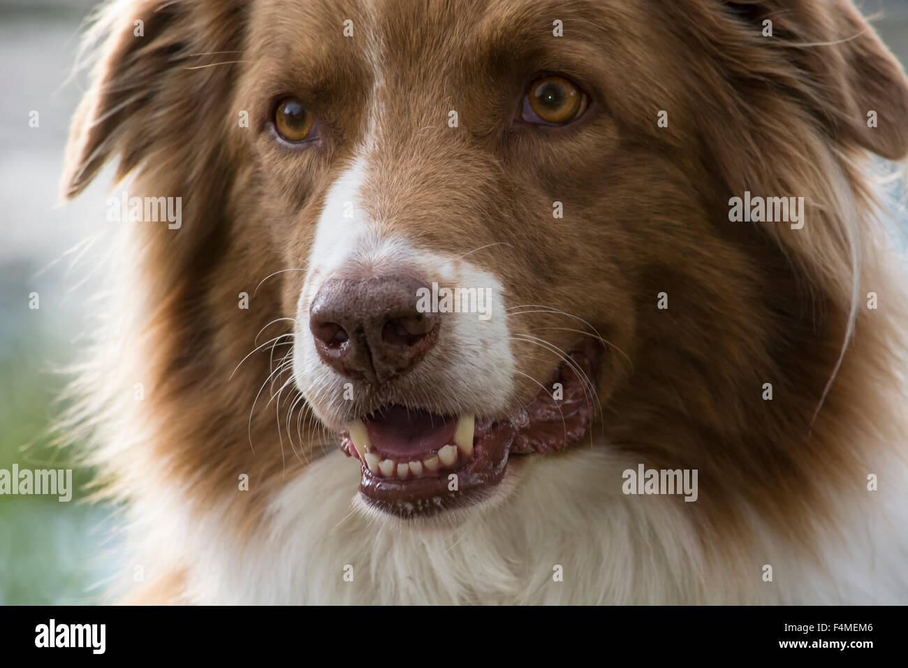 Australian shepherd dog hi-res stock photography and images - Alamy