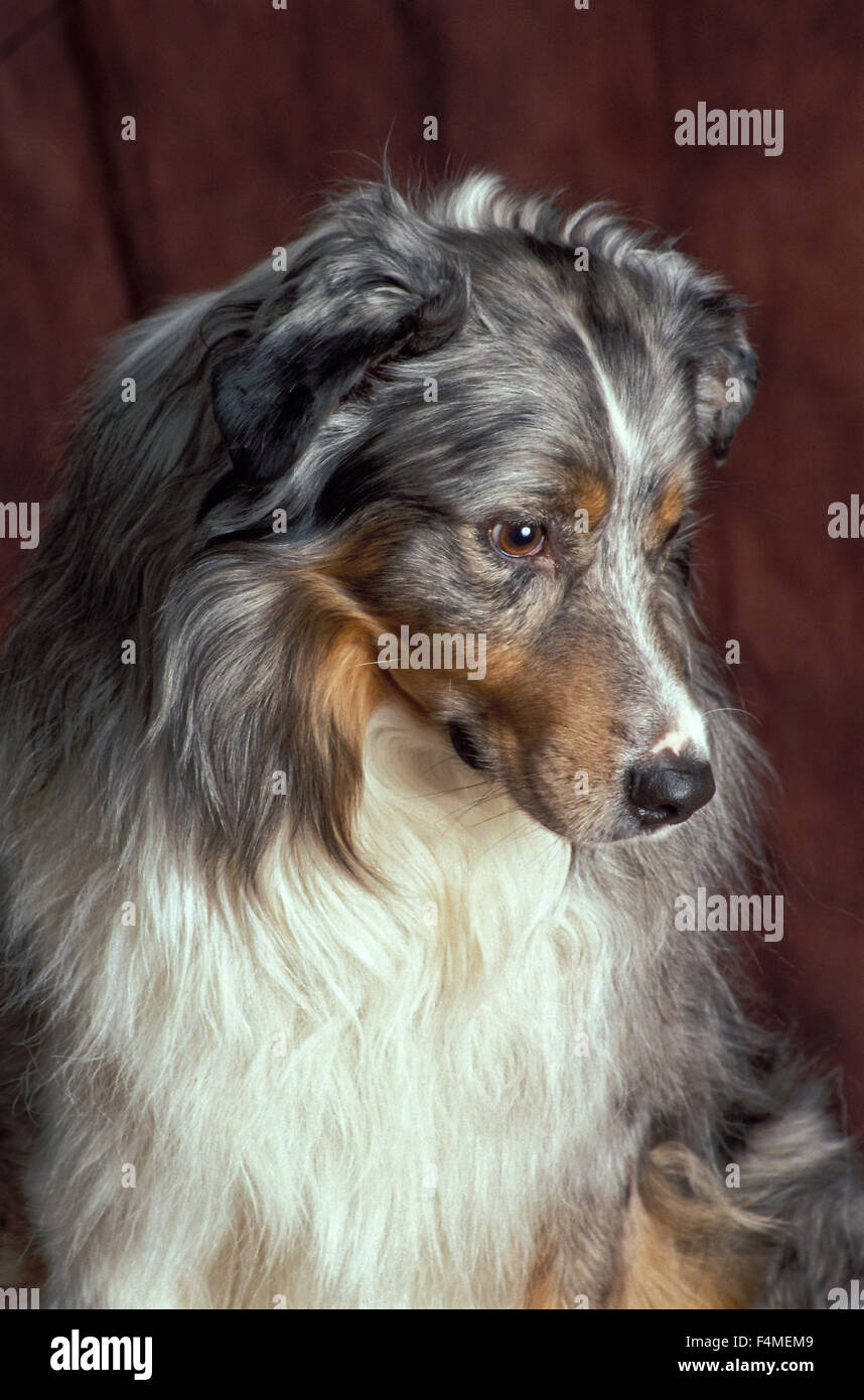 Blue merle aussie hi-res stock photography and images - Alamy