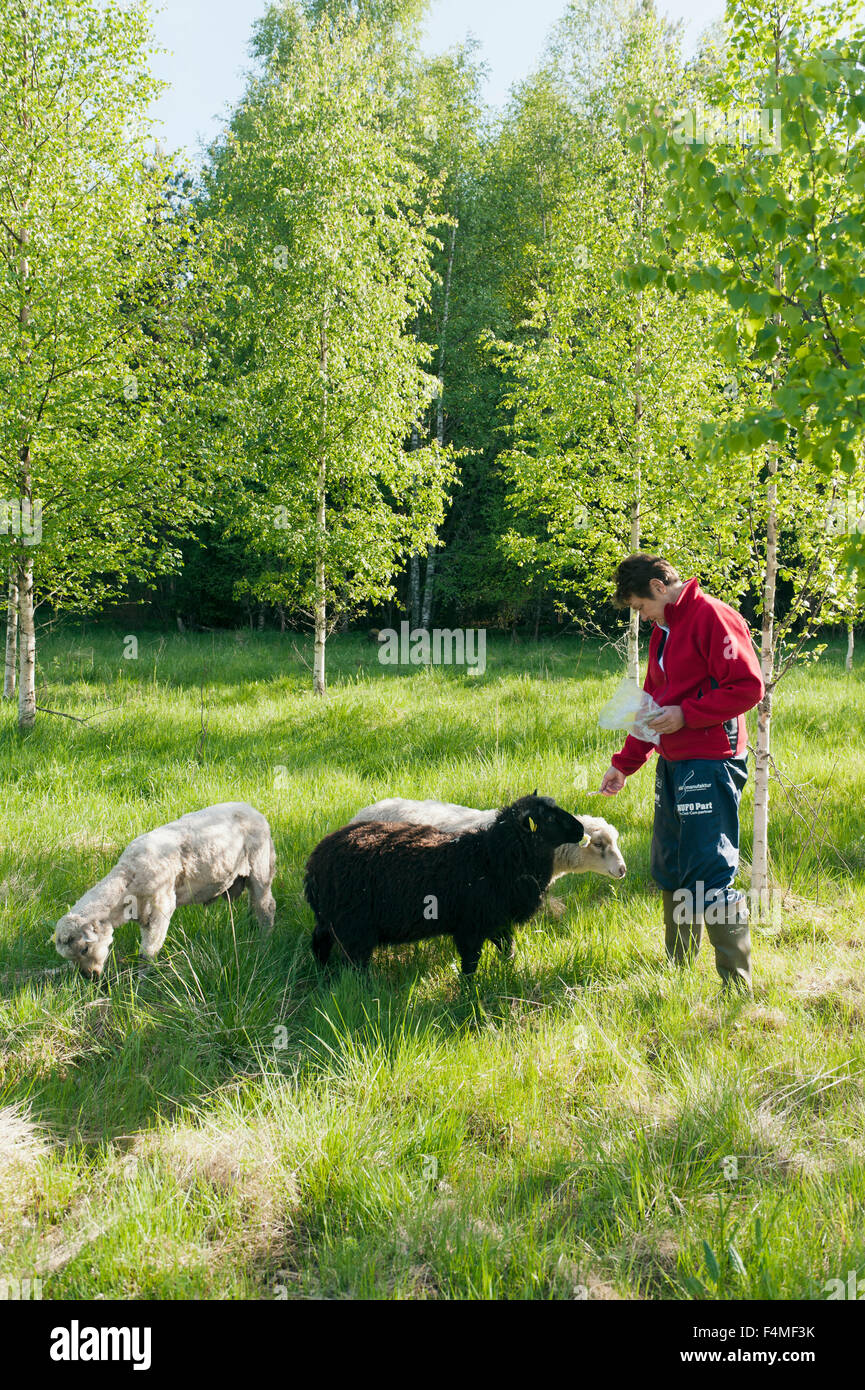 Tame sheep hi-res stock photography and images - Alamy