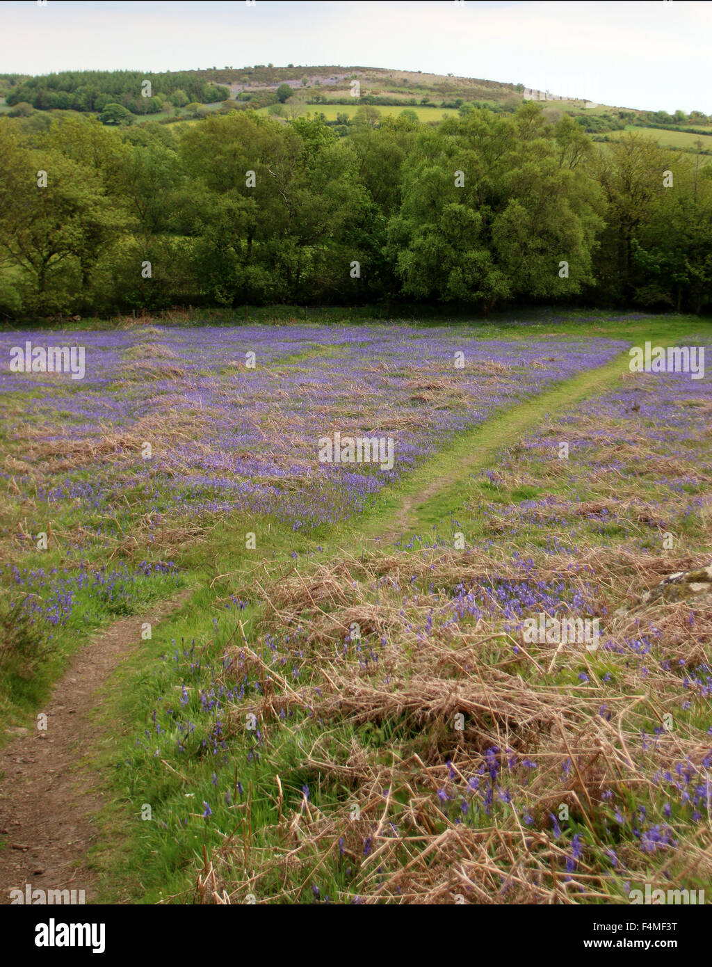 Devon Dartmoor National Park Bluebells Stock Photo - Alamy