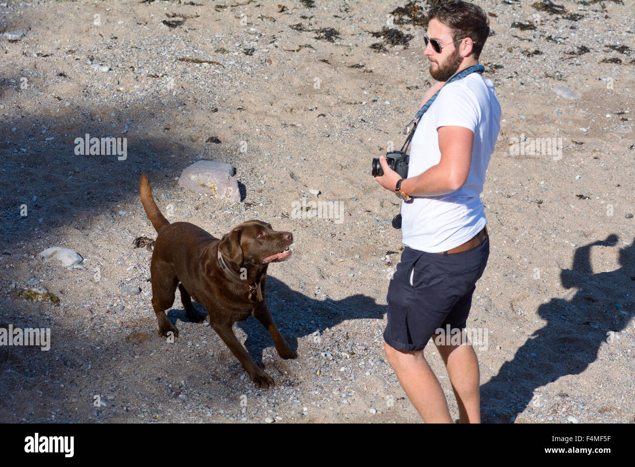 Man throwing ball for dog hi-res stock photography and images - Alamy