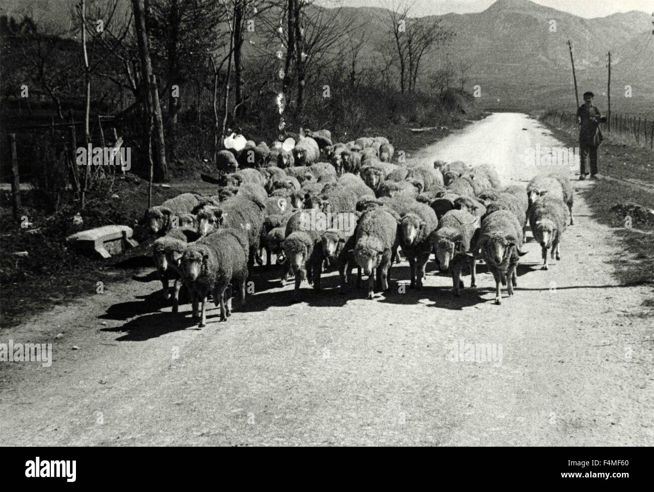 Livestock in italy hi-res stock photography and images - Alamy