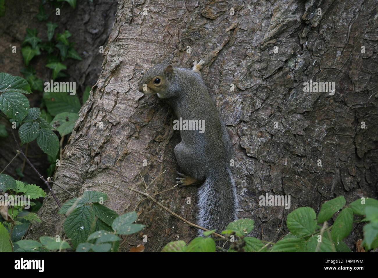a Squirrel on a tree Stock Photo - Alamy