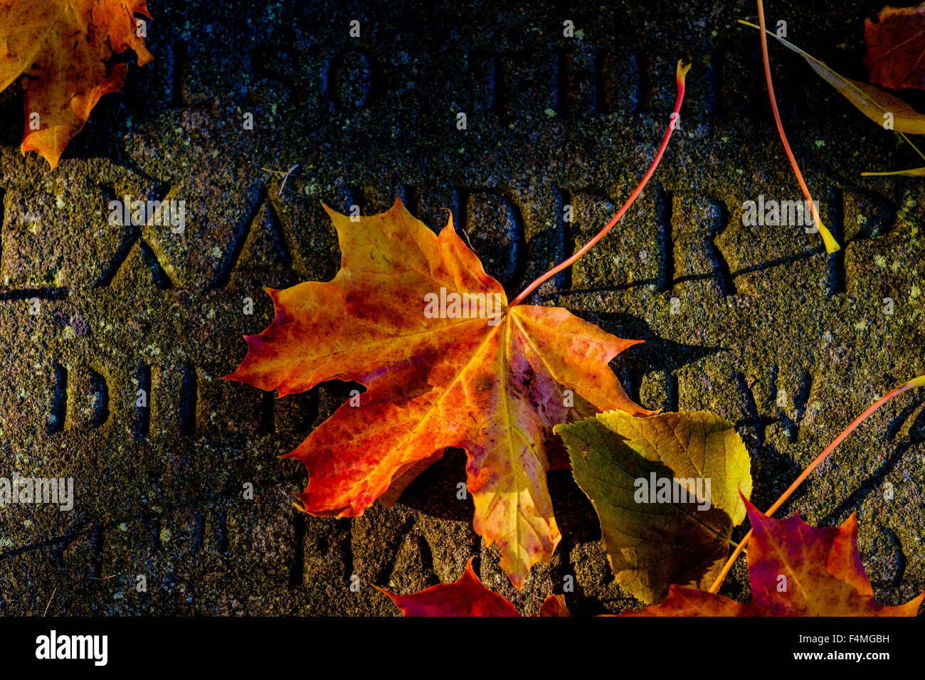Autumn leaves lying on an old gravestone at Melrose Abbey, Melrose ...