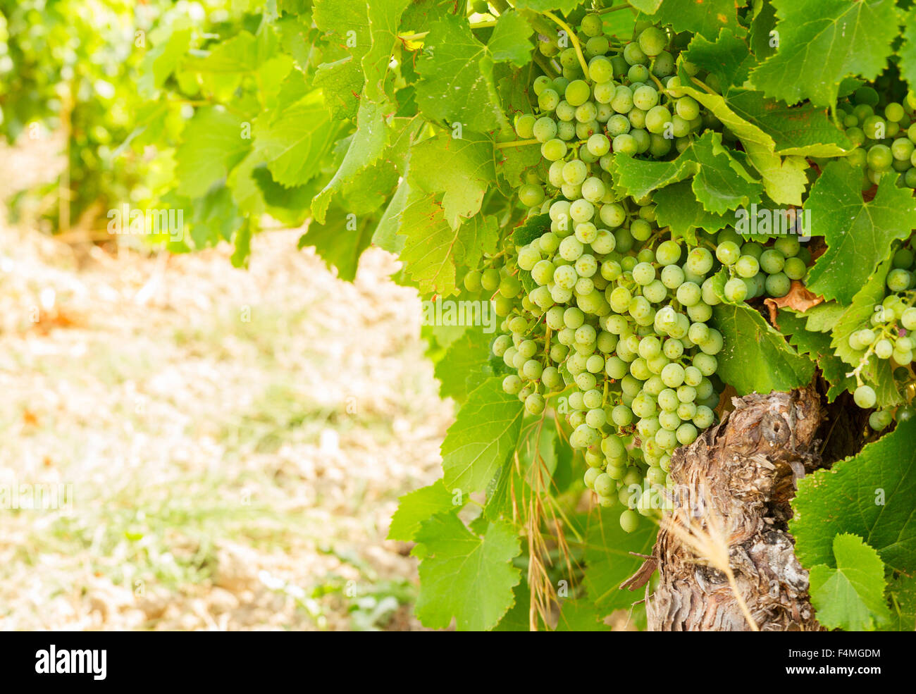 growing white grape Stock Photo - Alamy