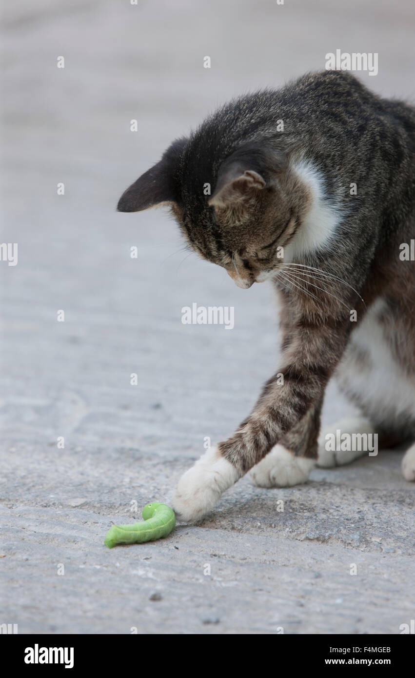 Curious kitten tomcat having fun with a passing-by caterpillar in ...