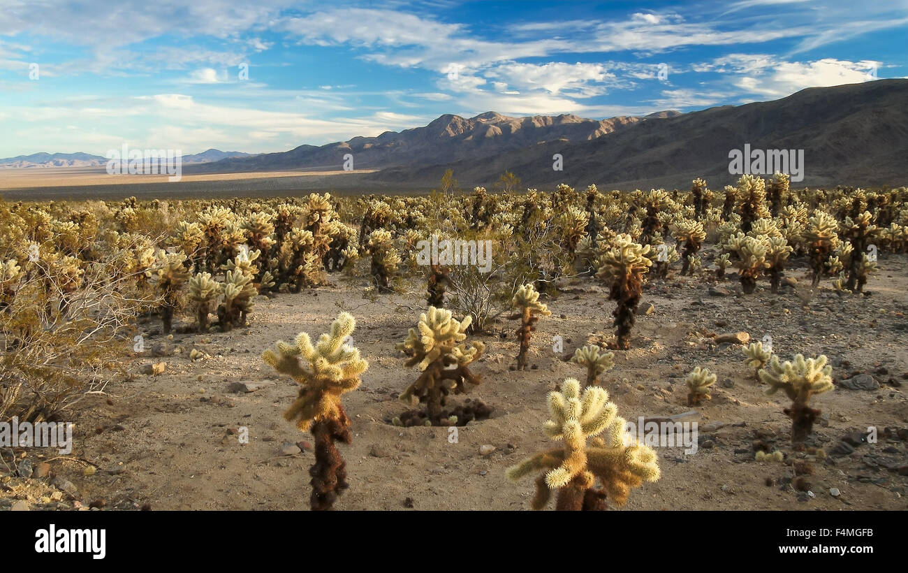 Desert landscape and Cholla Cactus Garden, Joshua Tree National Park ...