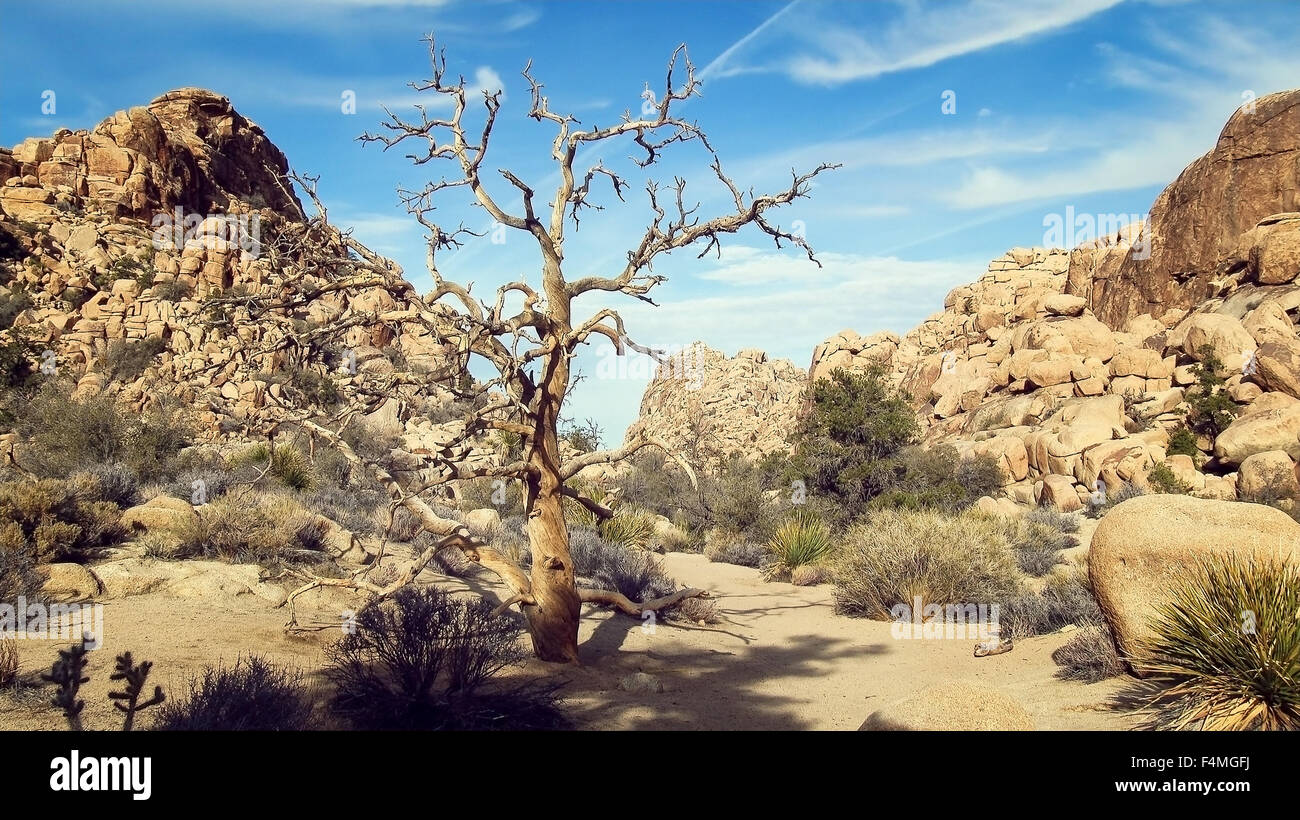 Dead joshua tree hi-res stock photography and images - Alamy