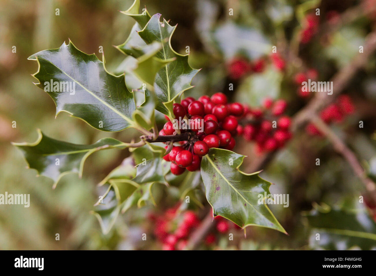Mistletoe berries hi-res stock photography and images - Alamy