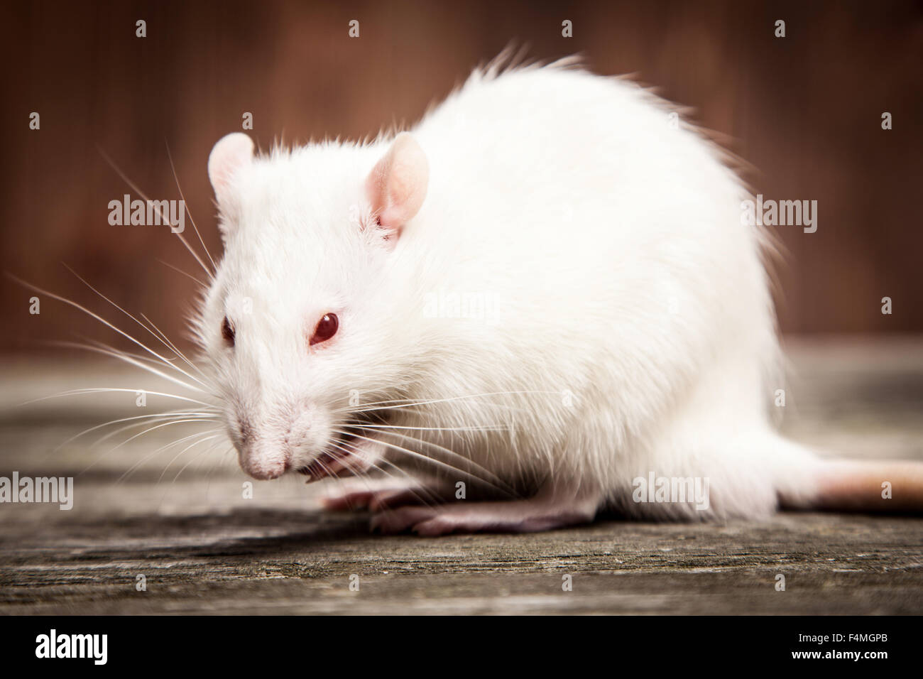 Pet rat closeup Stock Photo - Alamy