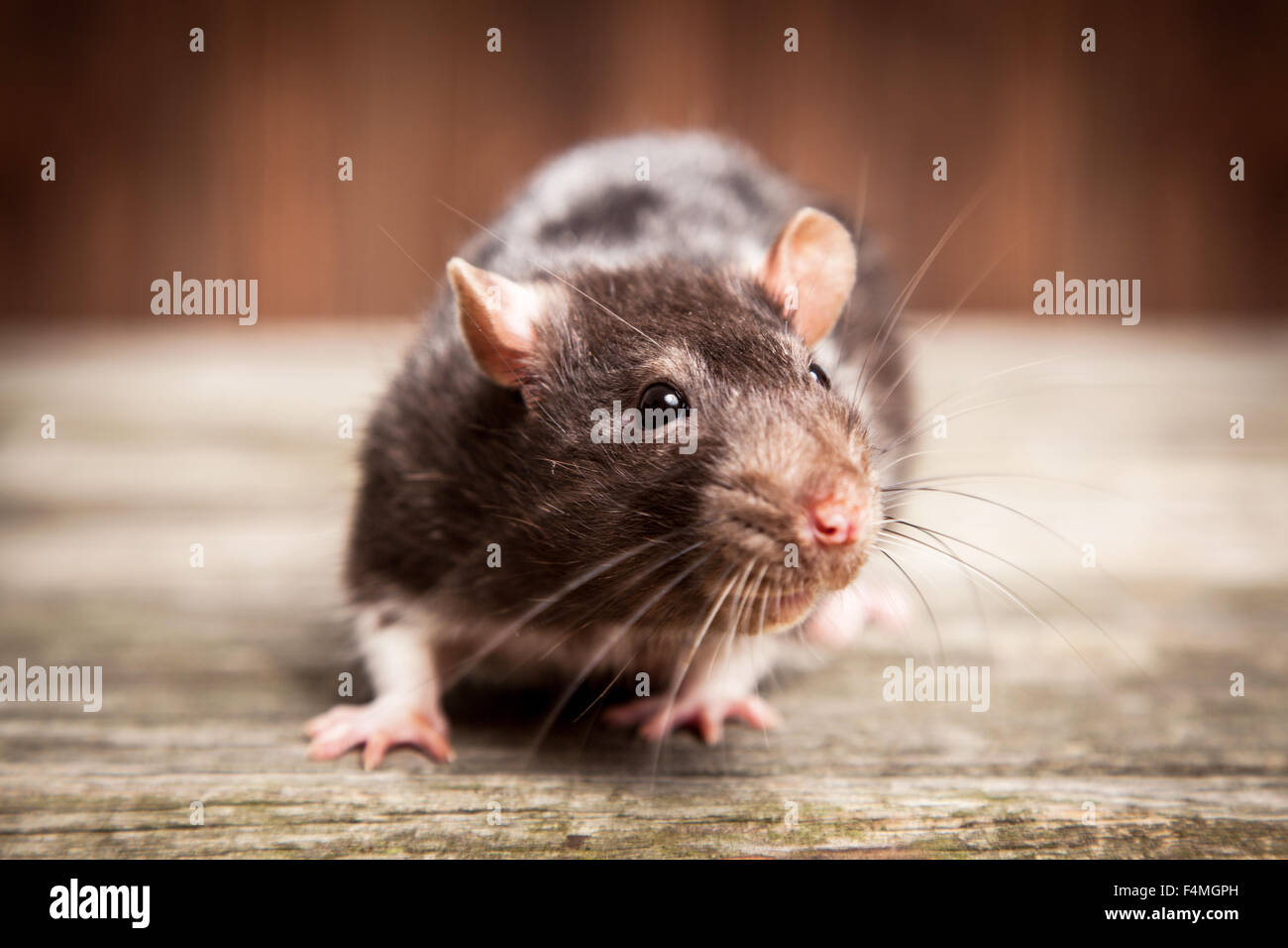 Closeup rat hi-res stock photography and images - Alamy