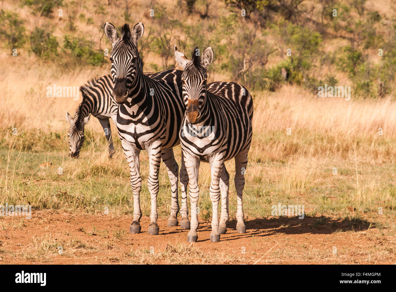 Savanna lover hi-res stock photography and images - Alamy