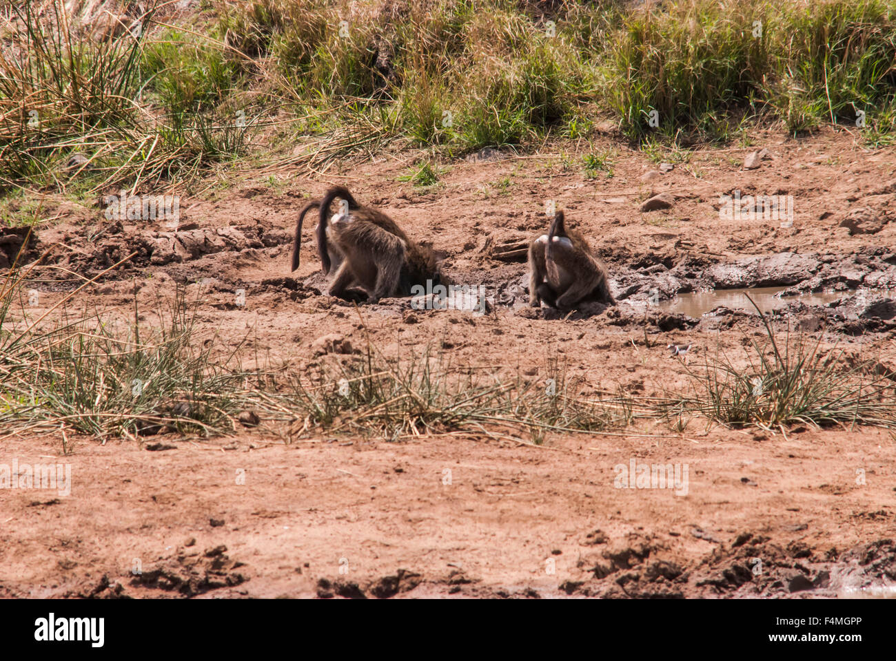 group of baboons drinking water Stock Photo - Alamy