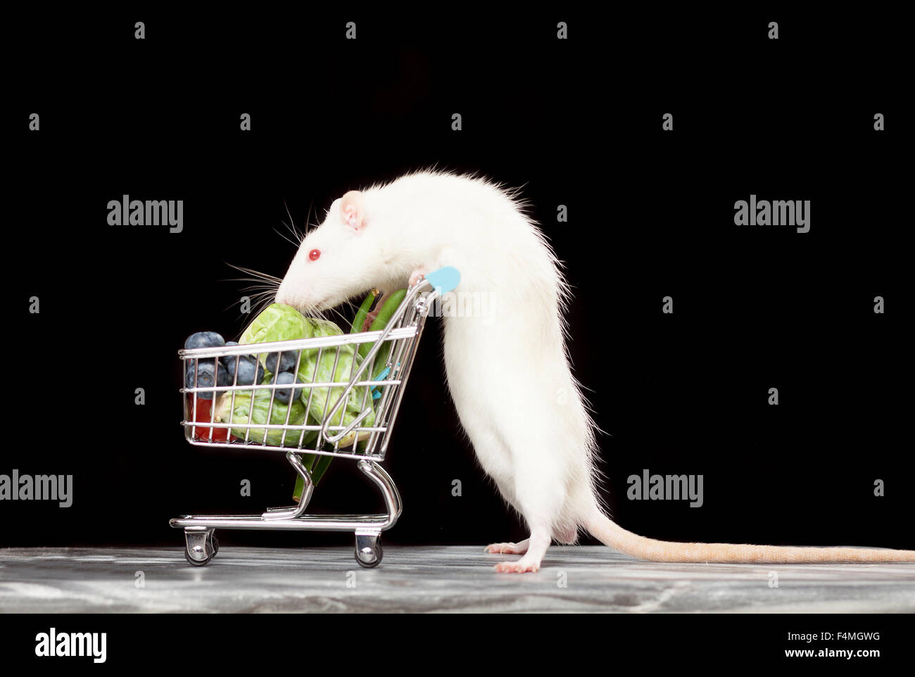 Cute rat with a shopping cart Stock Photo - Alamy
