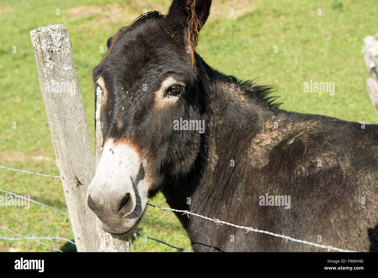 a brown donkey resting his head on a fence Stock Photo - Alamy
