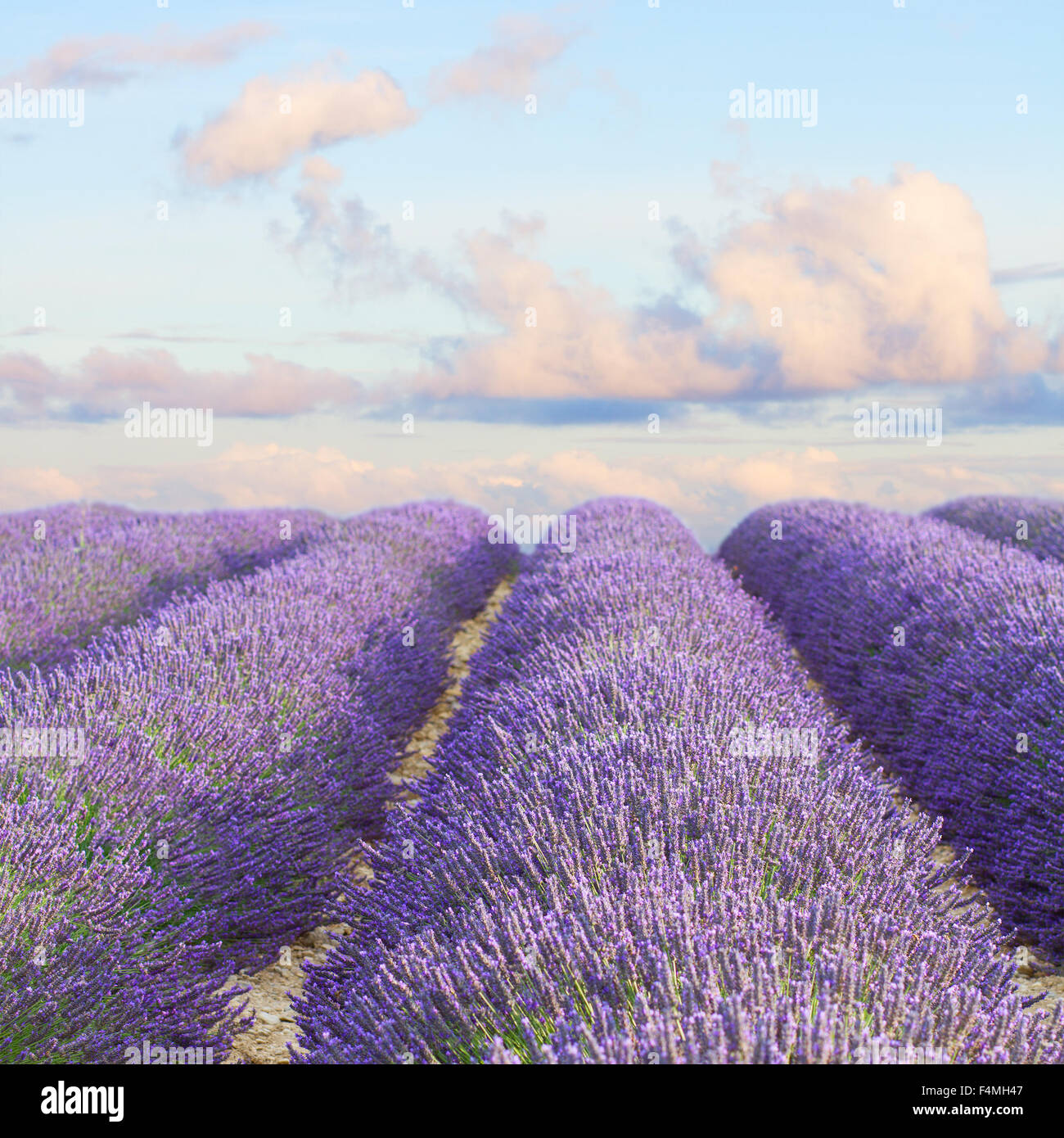 Blooming Lavender field Stock Photo - Alamy