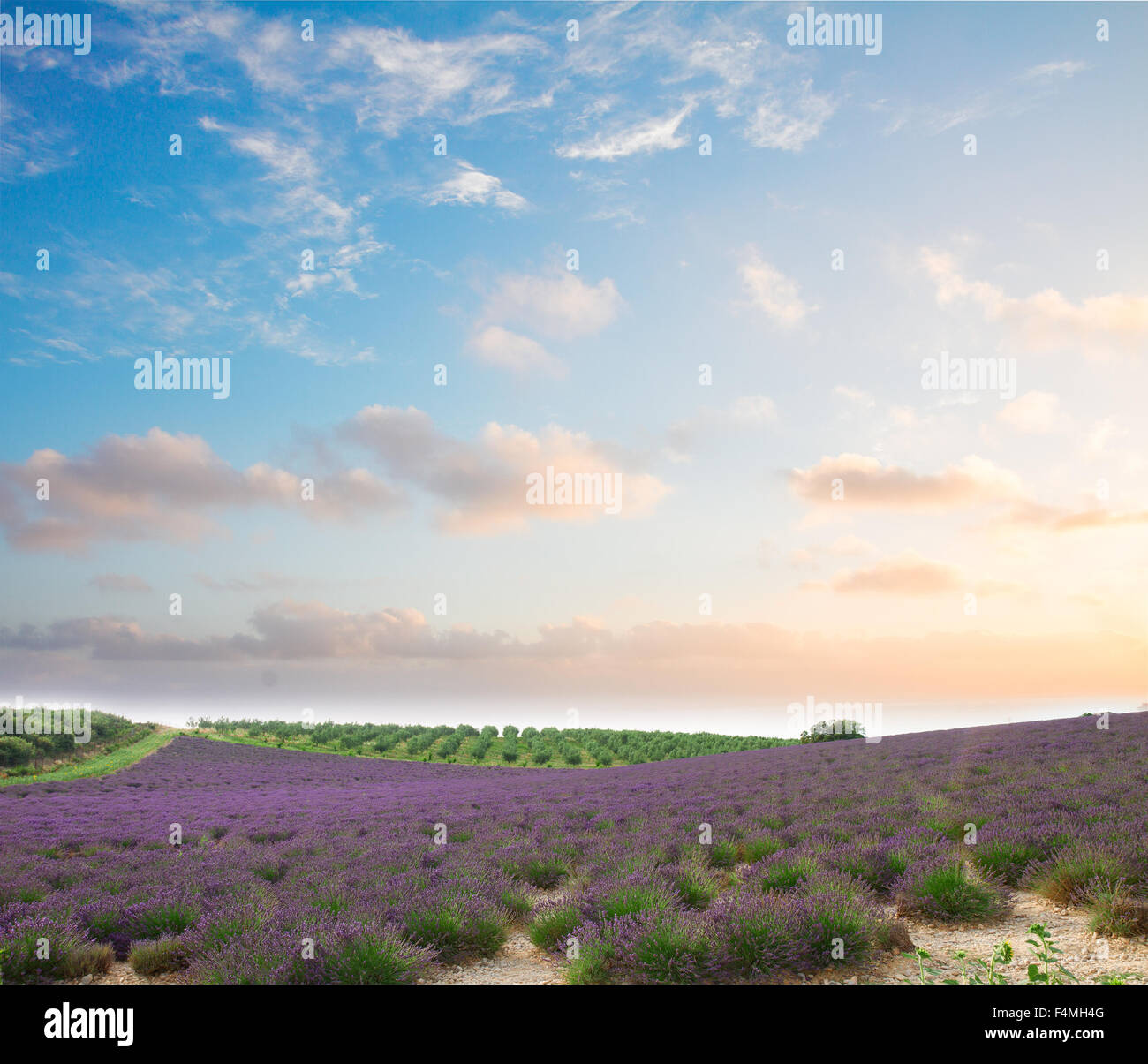 Blooming Lavender field Stock Photo - Alamy
