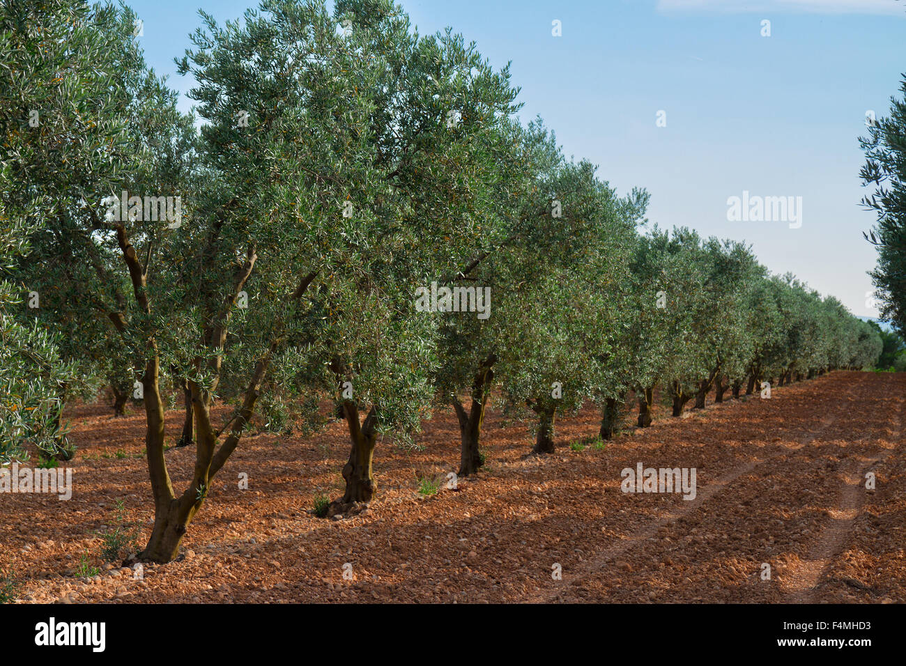 Olive tree rows hi-res stock photography and images - Alamy