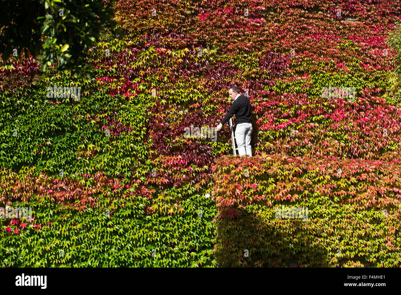 Head gardener John Moore trimming the Boston Ivy at Churchill College ...