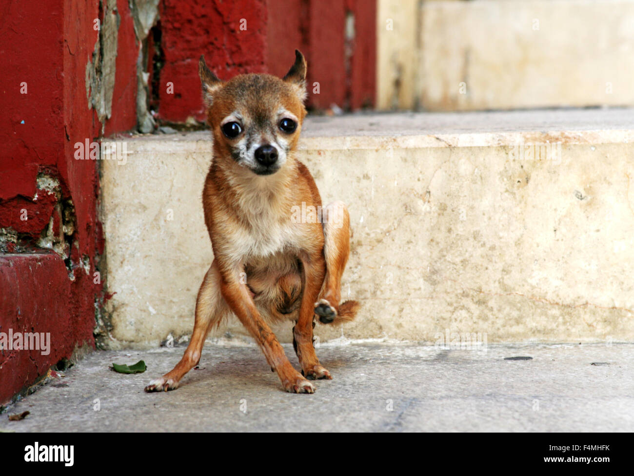 Dancing dog hi-res stock photography and images - Alamy