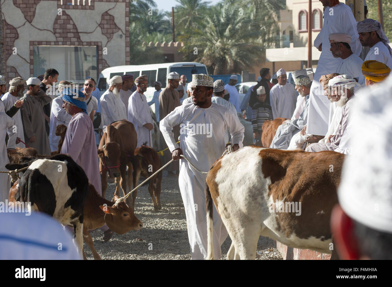 Man leading cow hi-res stock photography and images - Alamy