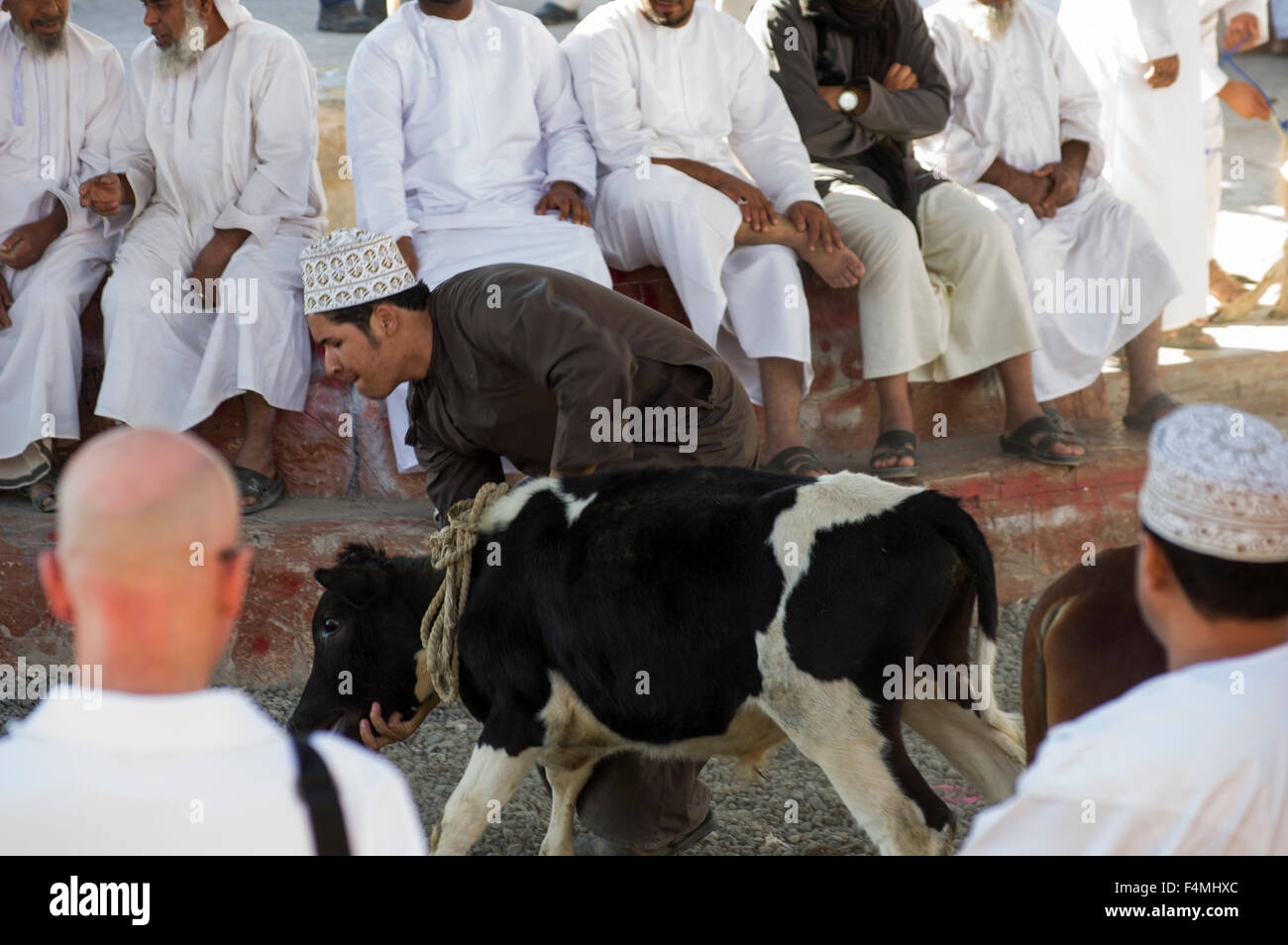 Omani man struggles with a cow during the Nizwa Thursday market day ...