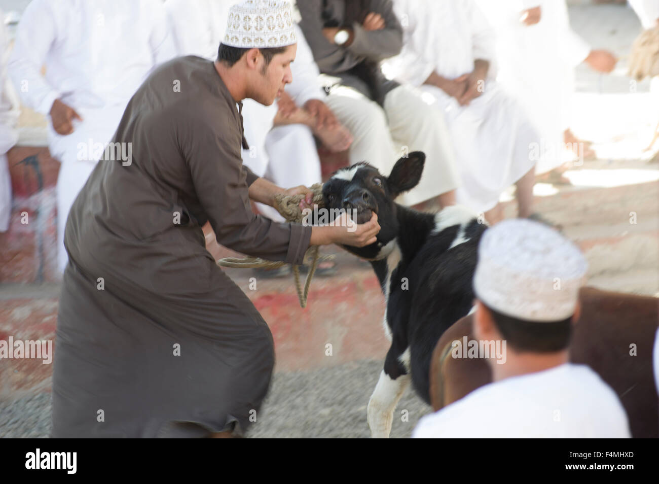 Lady leading a cow hi-res stock photography and images - Alamy