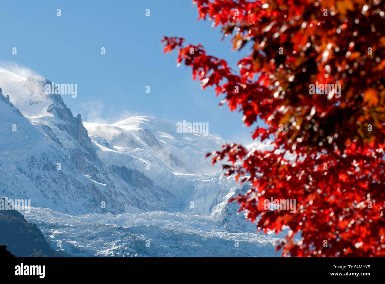 Autumn colours on the maple trees in downtown Chamonix with the Summit ...