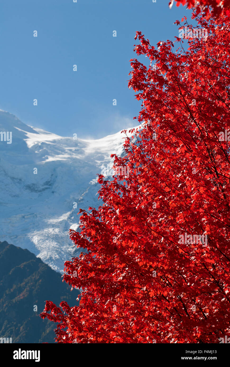 Whipping tree hi-res stock photography and images - Alamy