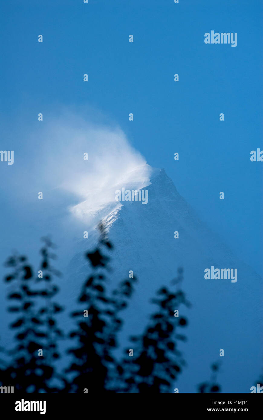 Whipping tree hi-res stock photography and images - Alamy