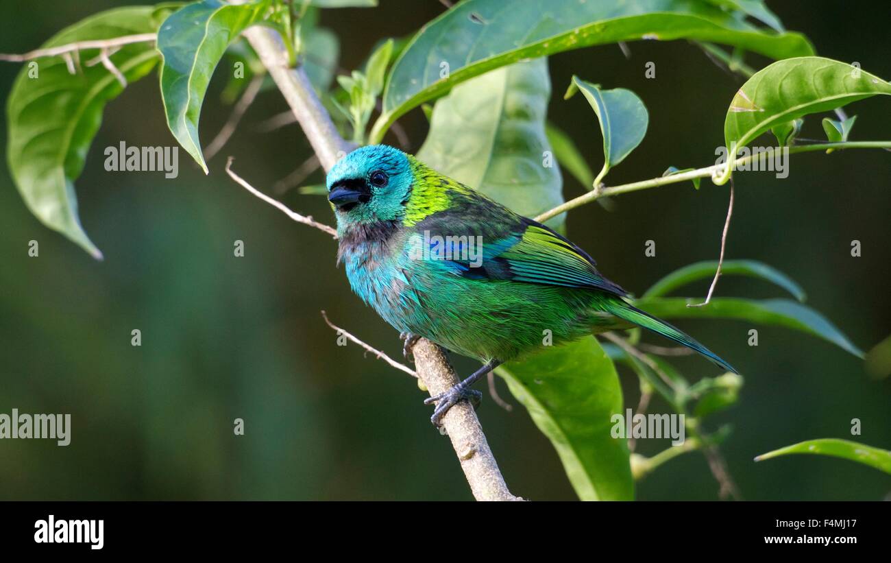 colorful bird on tree close up Stock Photo - Alamy